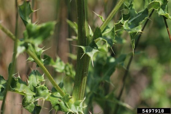 Canada thistle (Cirsium arvense) - Lower Hudson Partnership for ...