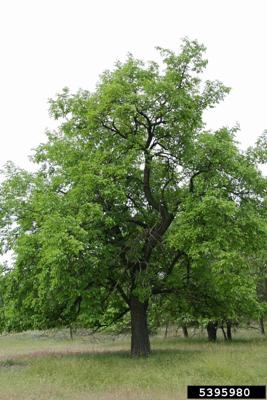 Invasive Species: The Lower Hudson Partnership for Regional Invasive ...